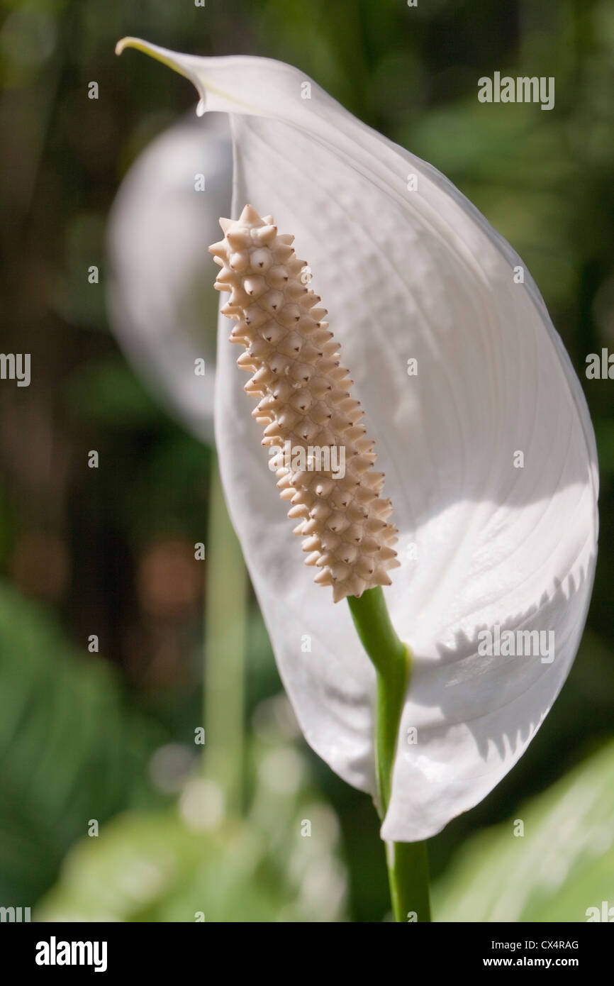 Spatifilium sp hi-res stock photography and images - Alamy