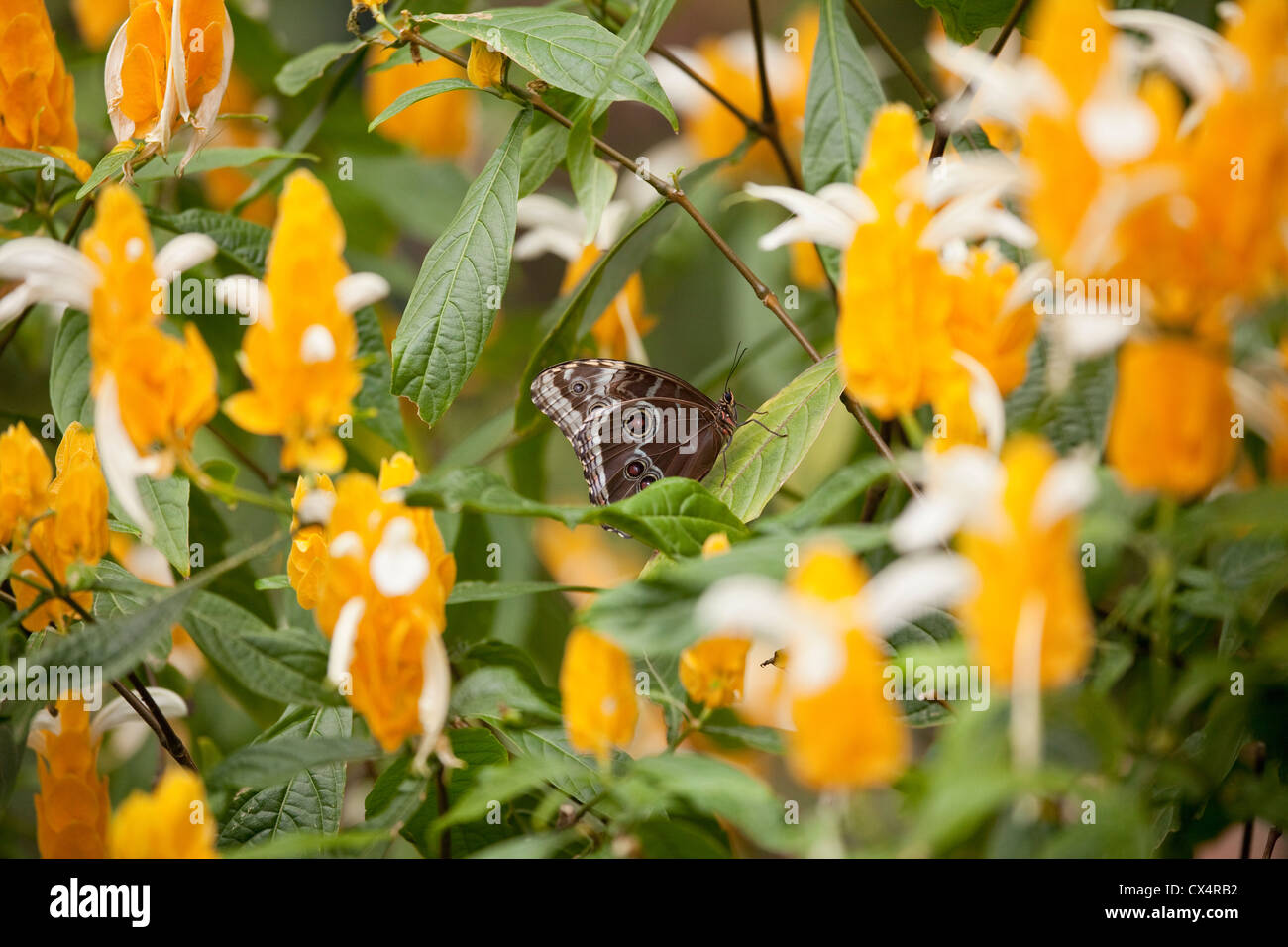 Morpho butterfly (Morpho helenor marinita) surrounded by flowers at The ...