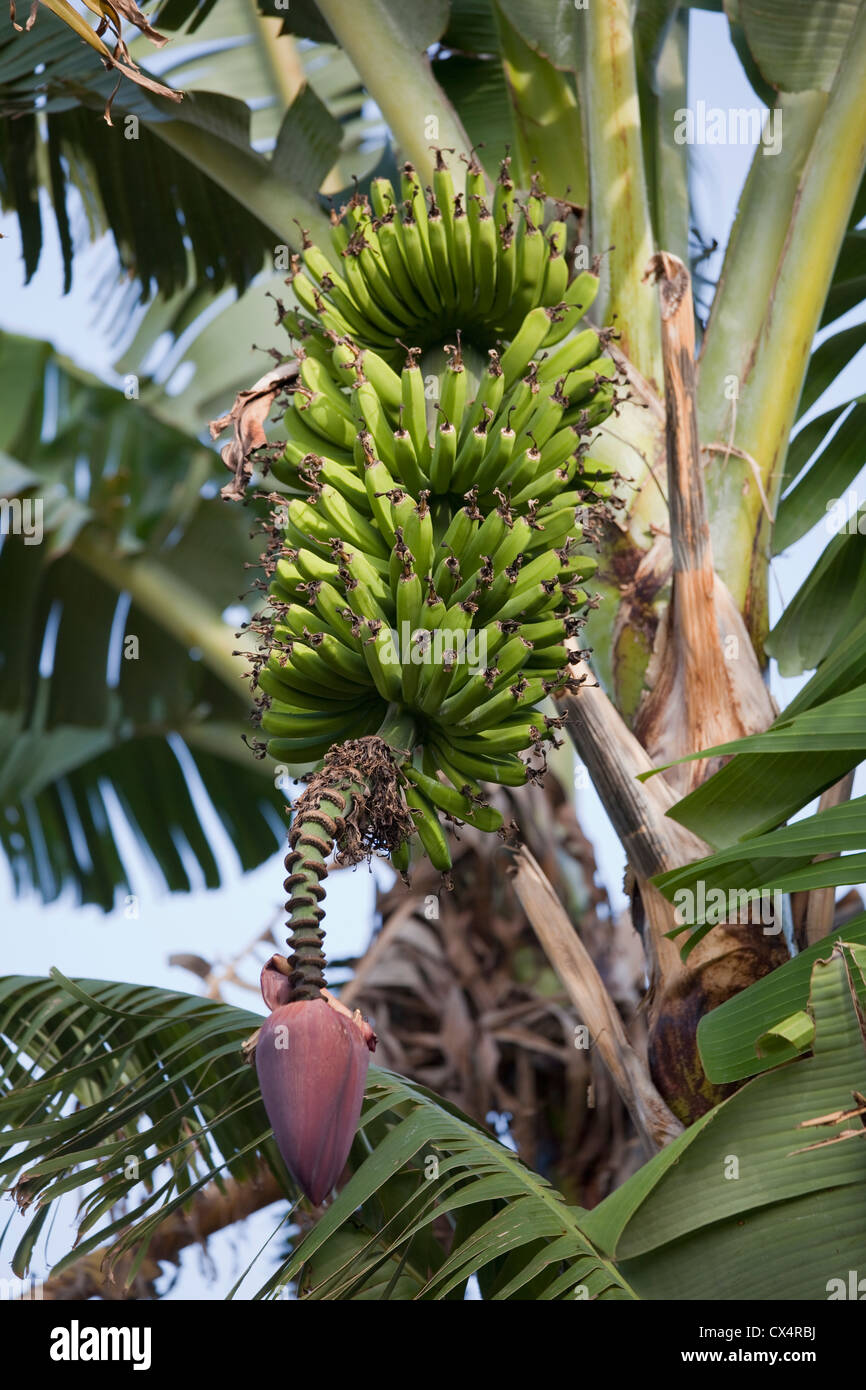 Bananas hanging from tree in garden in San Jose, Costa Rica Stock Photo ...