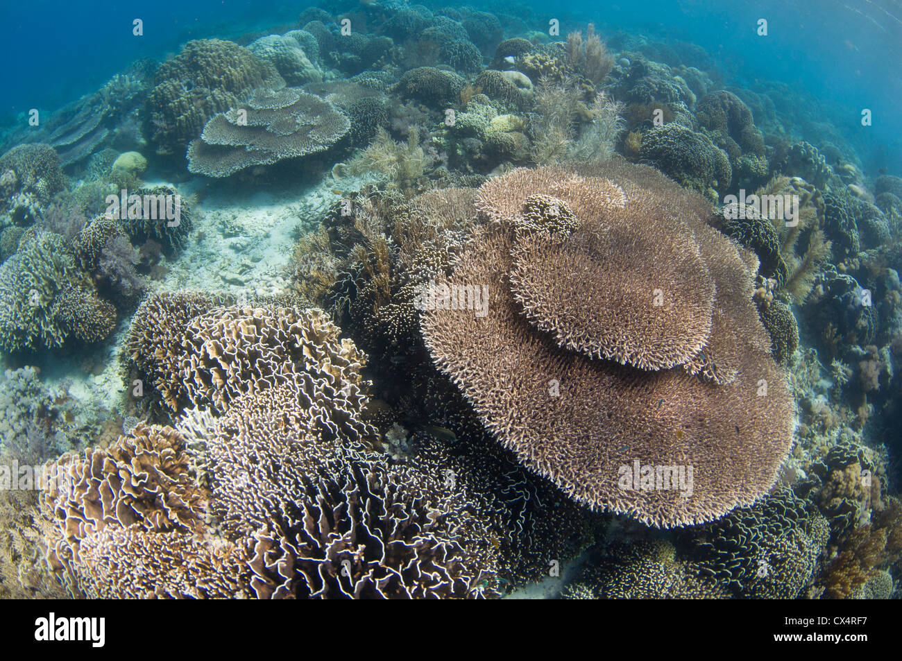 A shallow hard coral garden featuring several species of hard coral ...