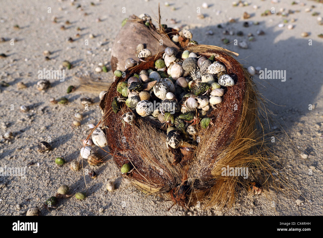 Hermit crab cluster in old coconut husk Stock Photo - Alamy