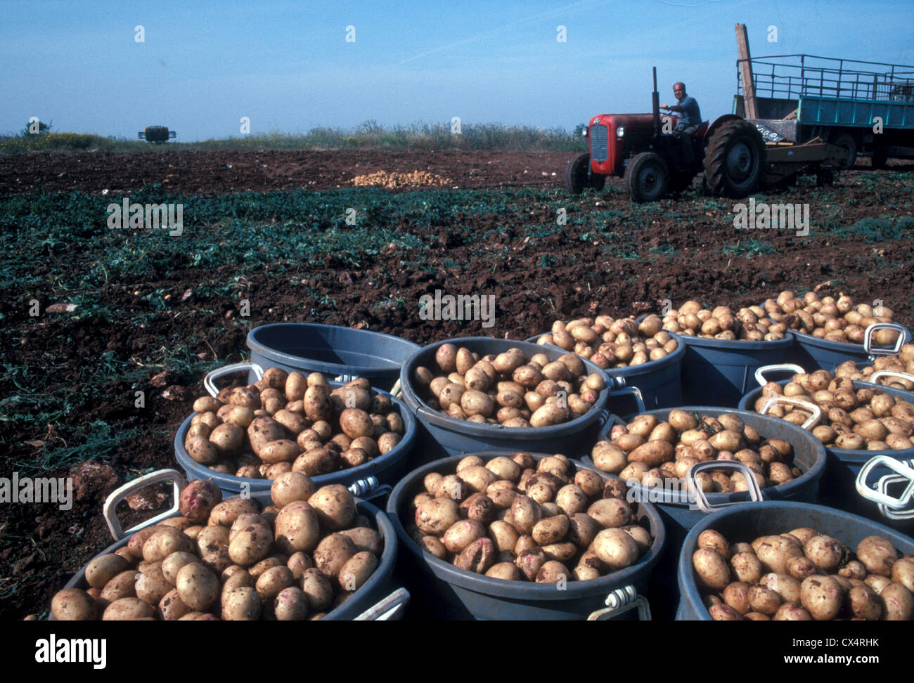 Cyprus potatoes hi-res stock photography and images - Alamy