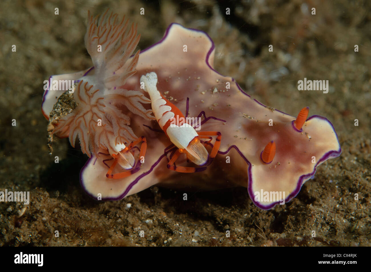 Two emperor shrimp, Periclemenes imperator, catch a ride on a ...