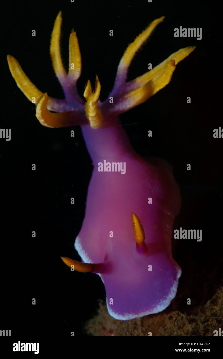 Hypselodoris sp., nudibranch portrait, Bima Bay, Sumbawa Island, Nusa ...