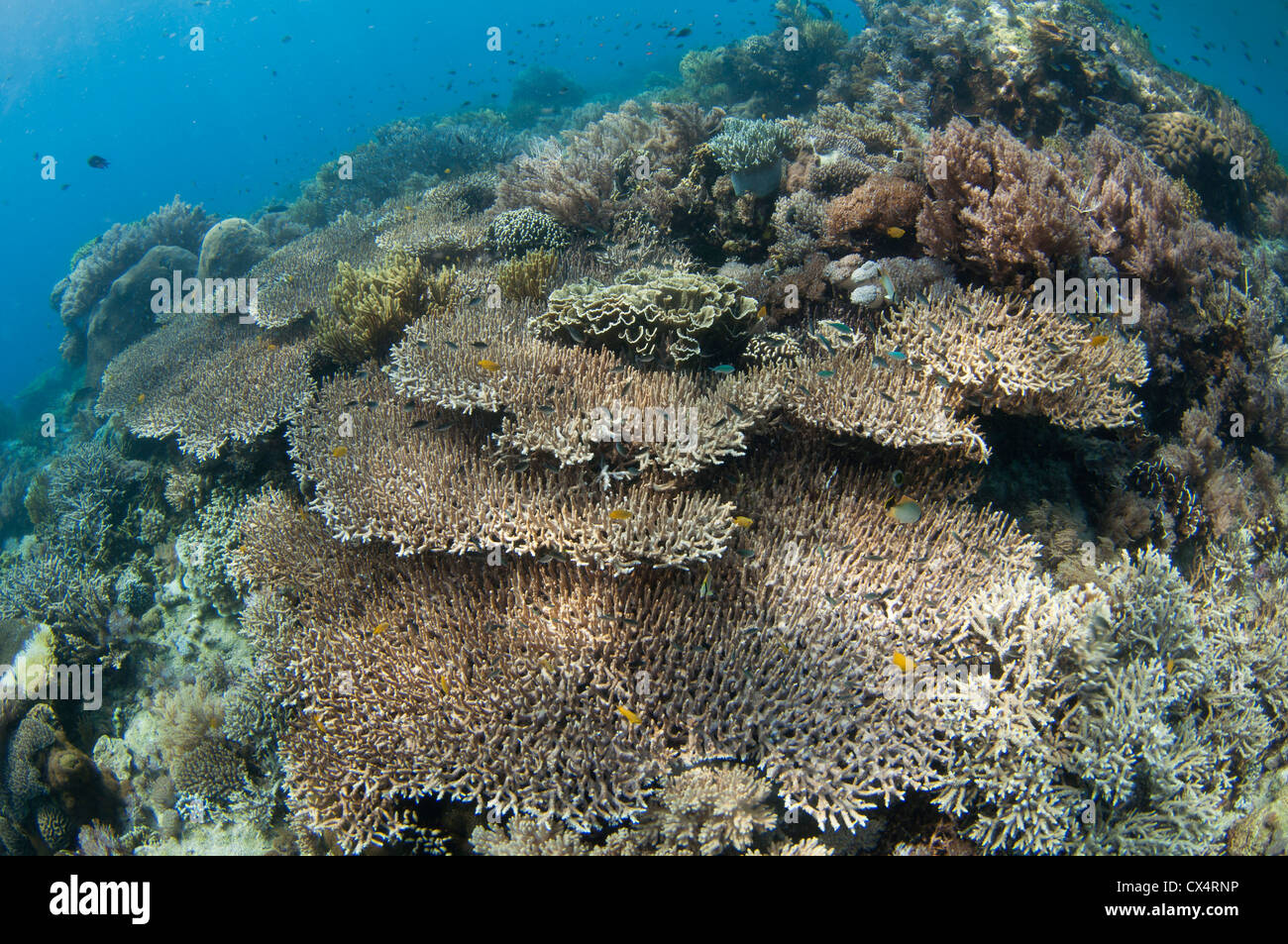 A shallow hard coral garden featuring several species of hard coral ...