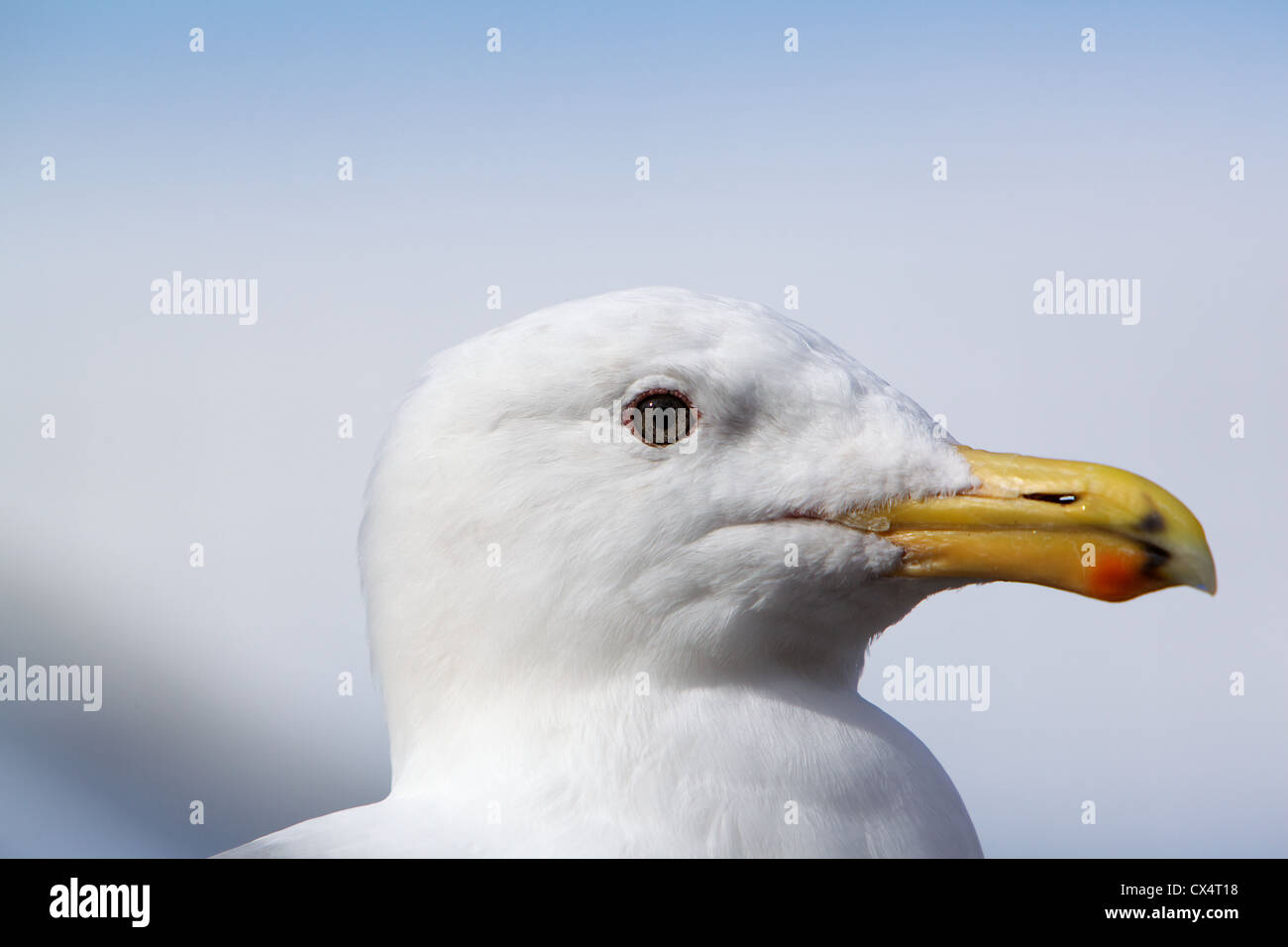 Super profile of a fine looking white seagull Stock Photo - Alamy