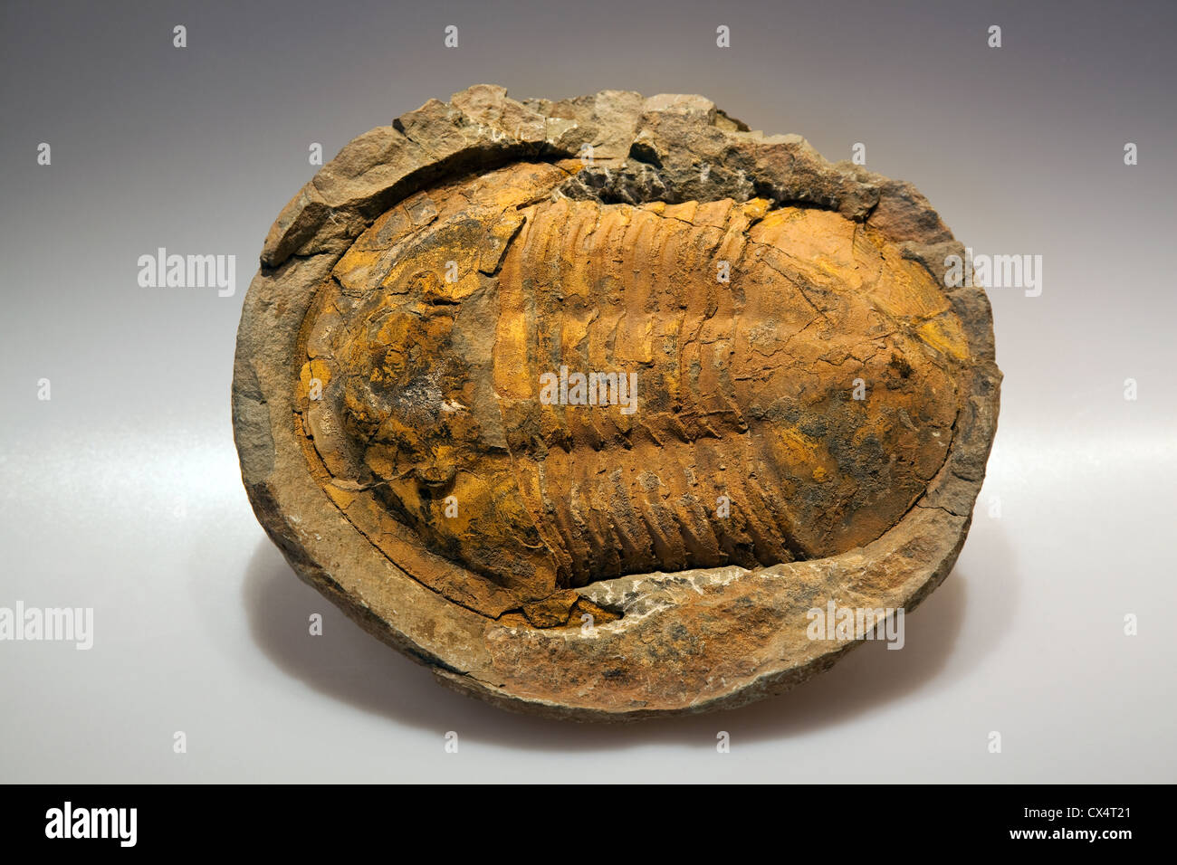 Trilobite Asaphus platyurus dramatically-curved genal spines, Extinct ...