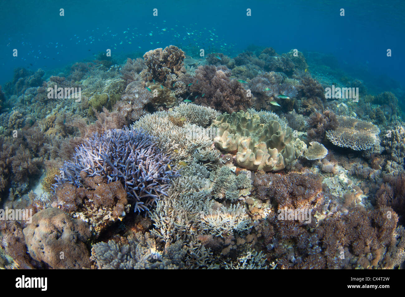 A shallow hard coral garden,several species of hard coral including ...