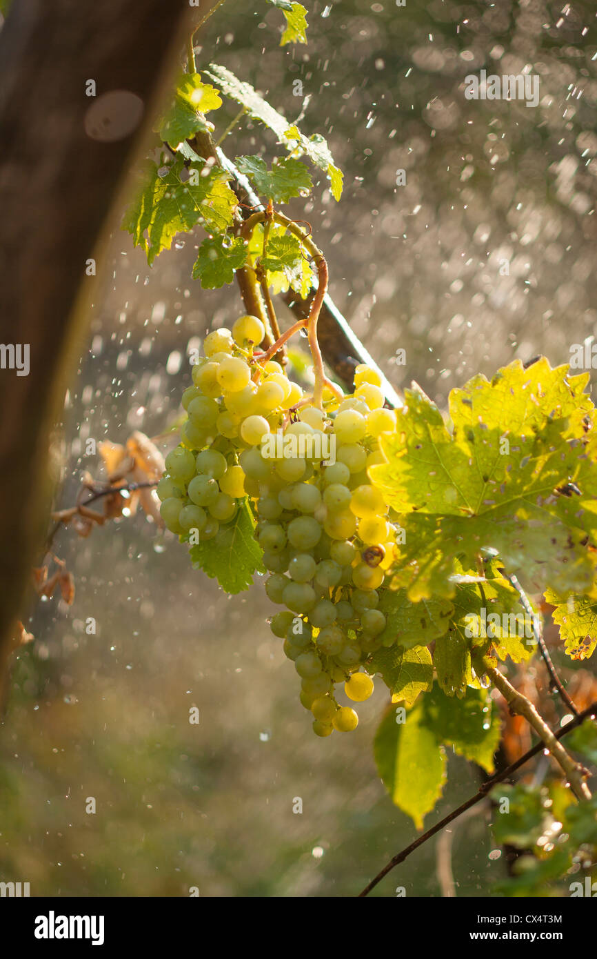 Watering grapes artificial rain at summer Stock Photo - Alamy