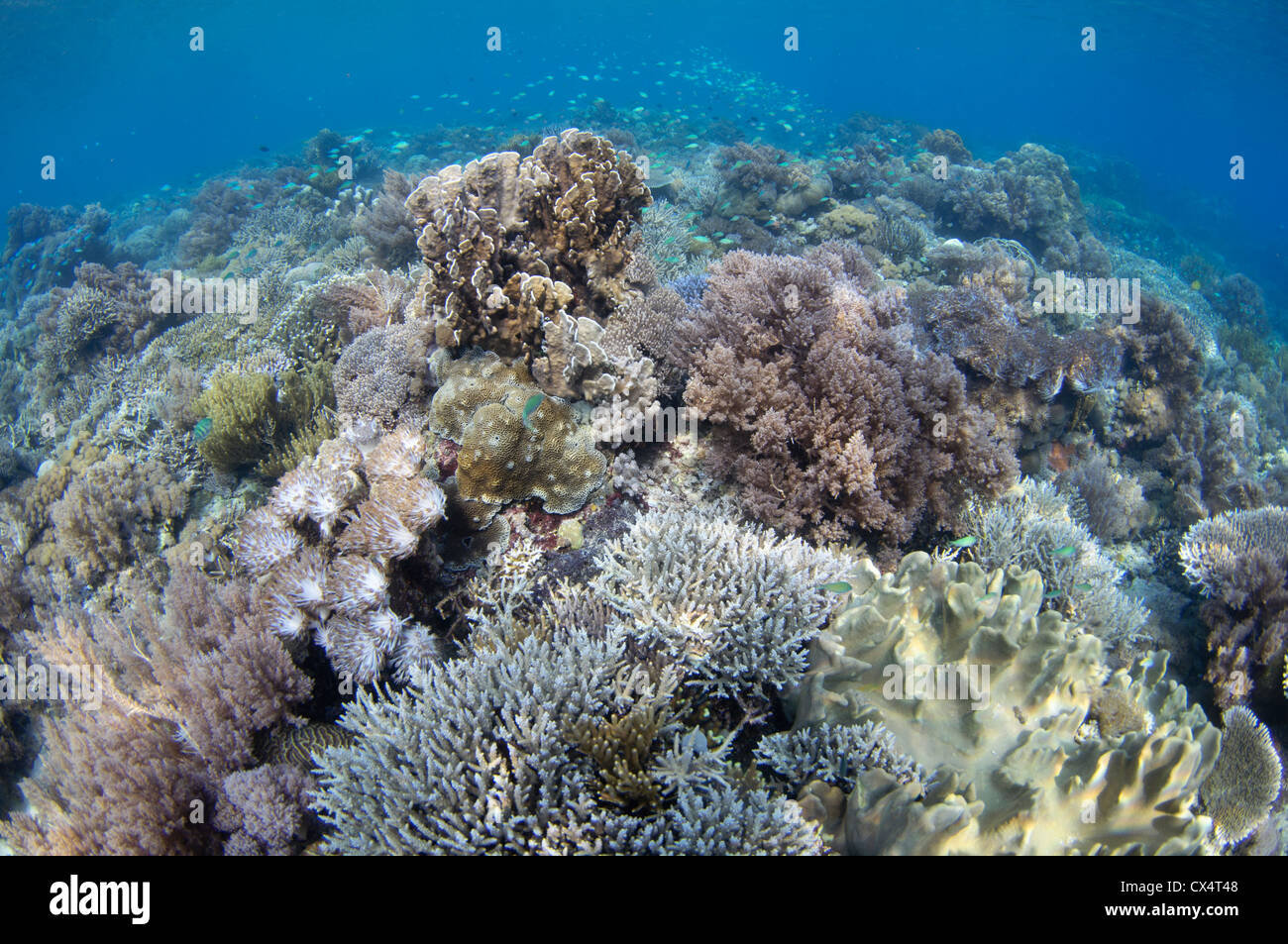A shallow hard coral garden,several species of hard coral including ...