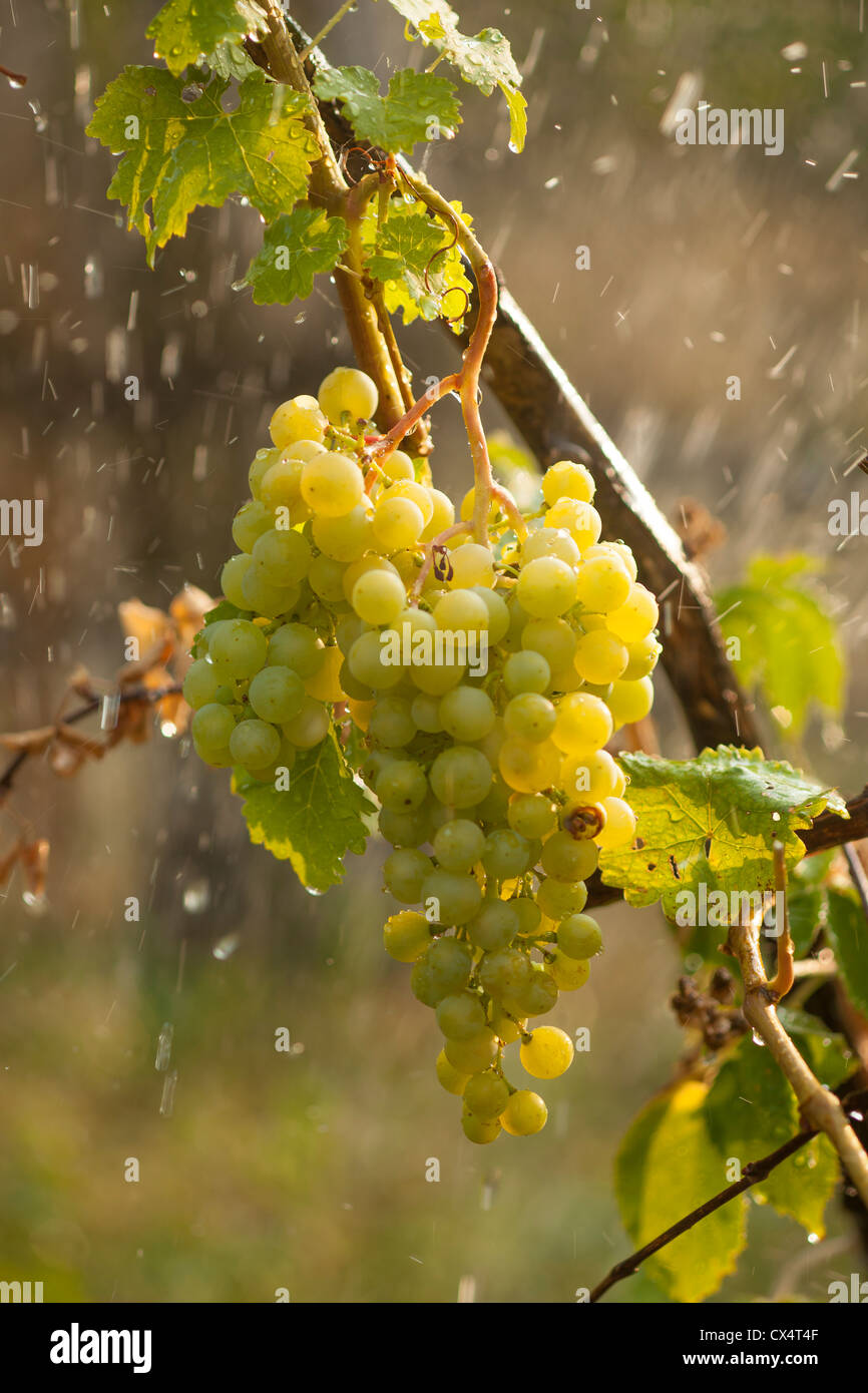 Watering grapes artificial rain at summer Stock Photo - Alamy