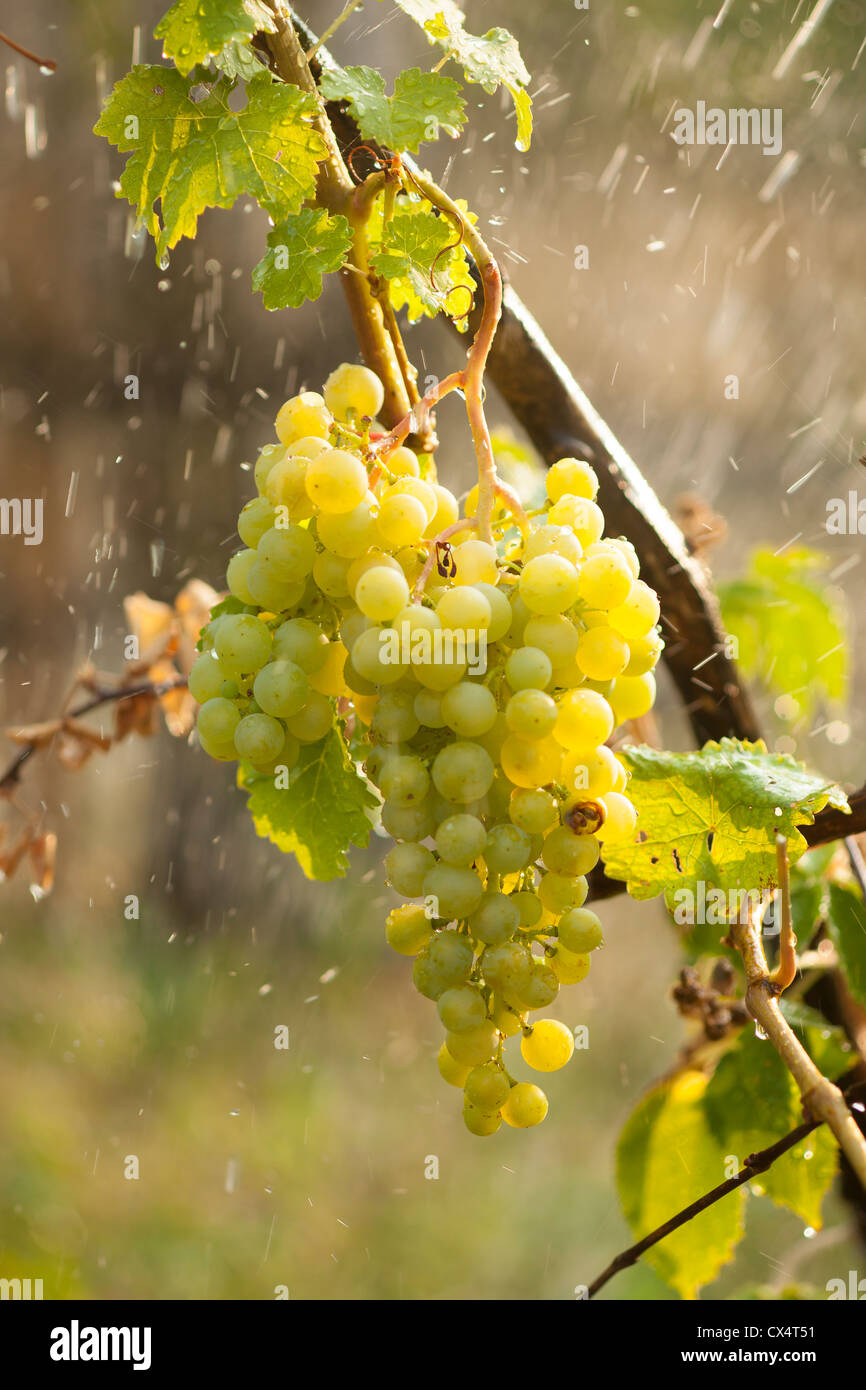 Watering grapes artificial rain at summer Stock Photo - Alamy