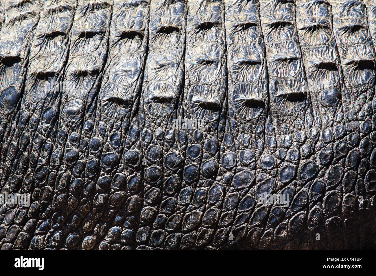 Alligator Skin Texture High Resolution Stock Photography and Images - Alamy