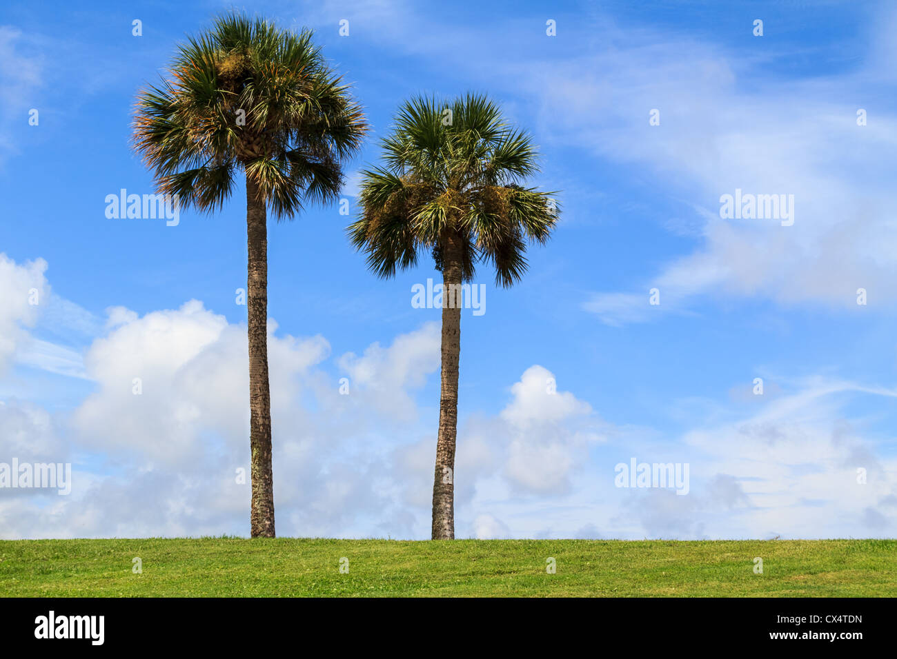 Two palm trees in St. Augustine, Florida, USA Stock Photo - Alamy
