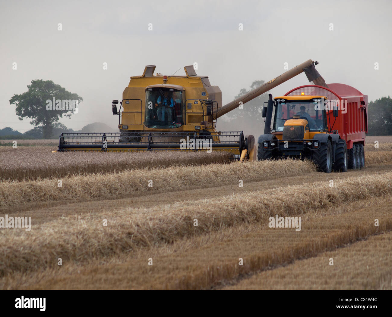 A combine harvester is driven by a farmer through a field of barley in ...