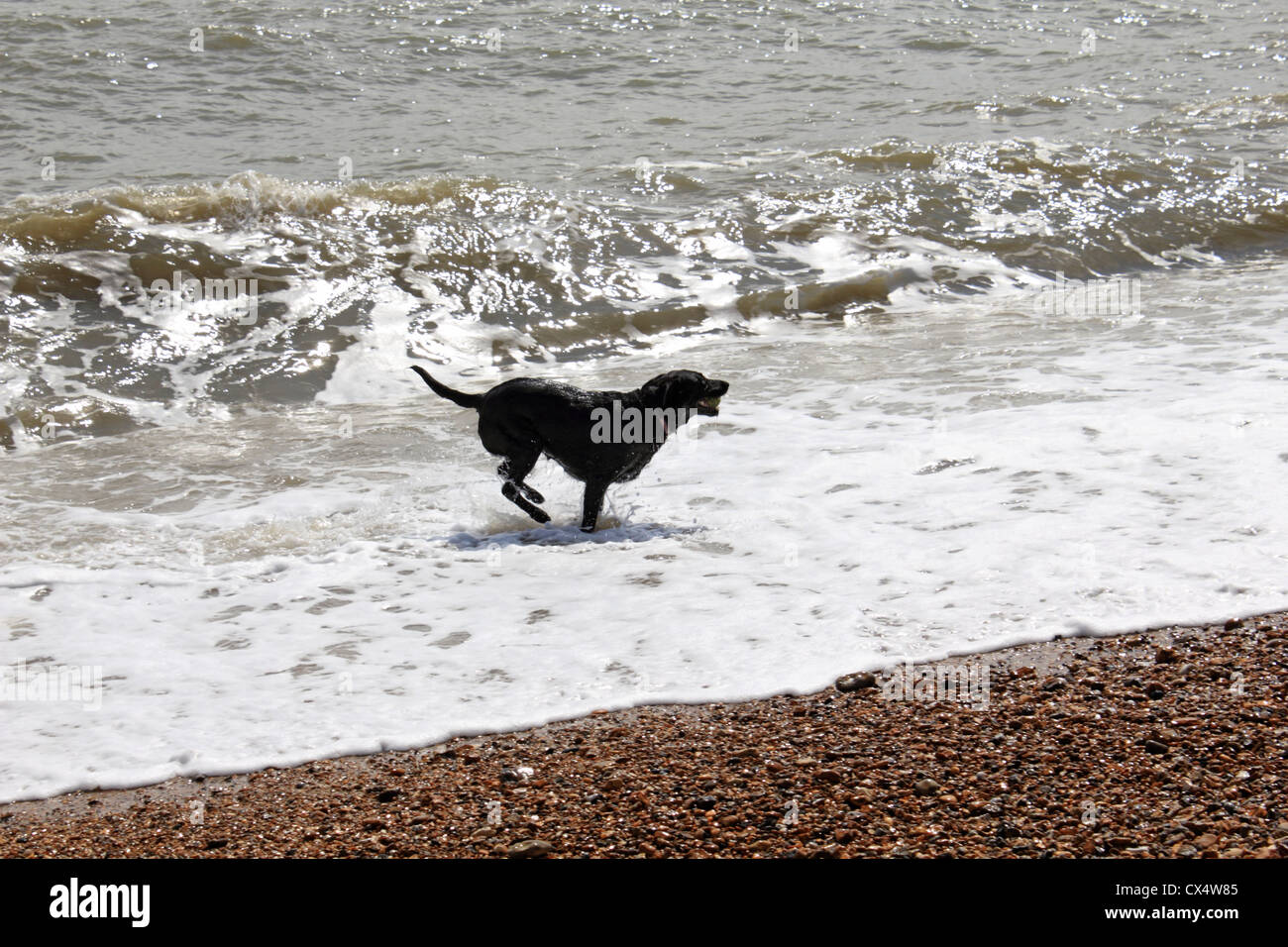 Black labrador dog in the sea hi-res stock photography and images - Alamy