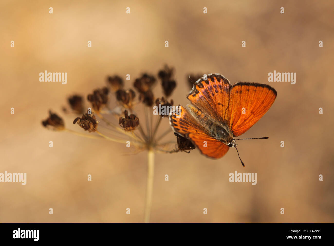 Fiery Copper (Thersamonia thersamon) butterfly. Photographed in Israel ...