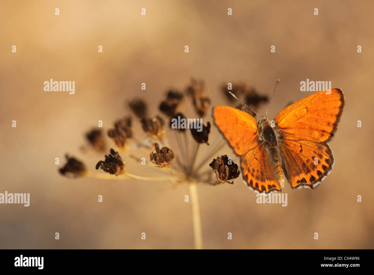 Fiery Copper (Thersamonia thersamon) butterfly. Photographed in Israel ...