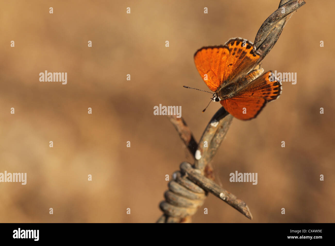 Fiery Copper (Thersamonia thersamon) butterfly. Photographed in Israel ...