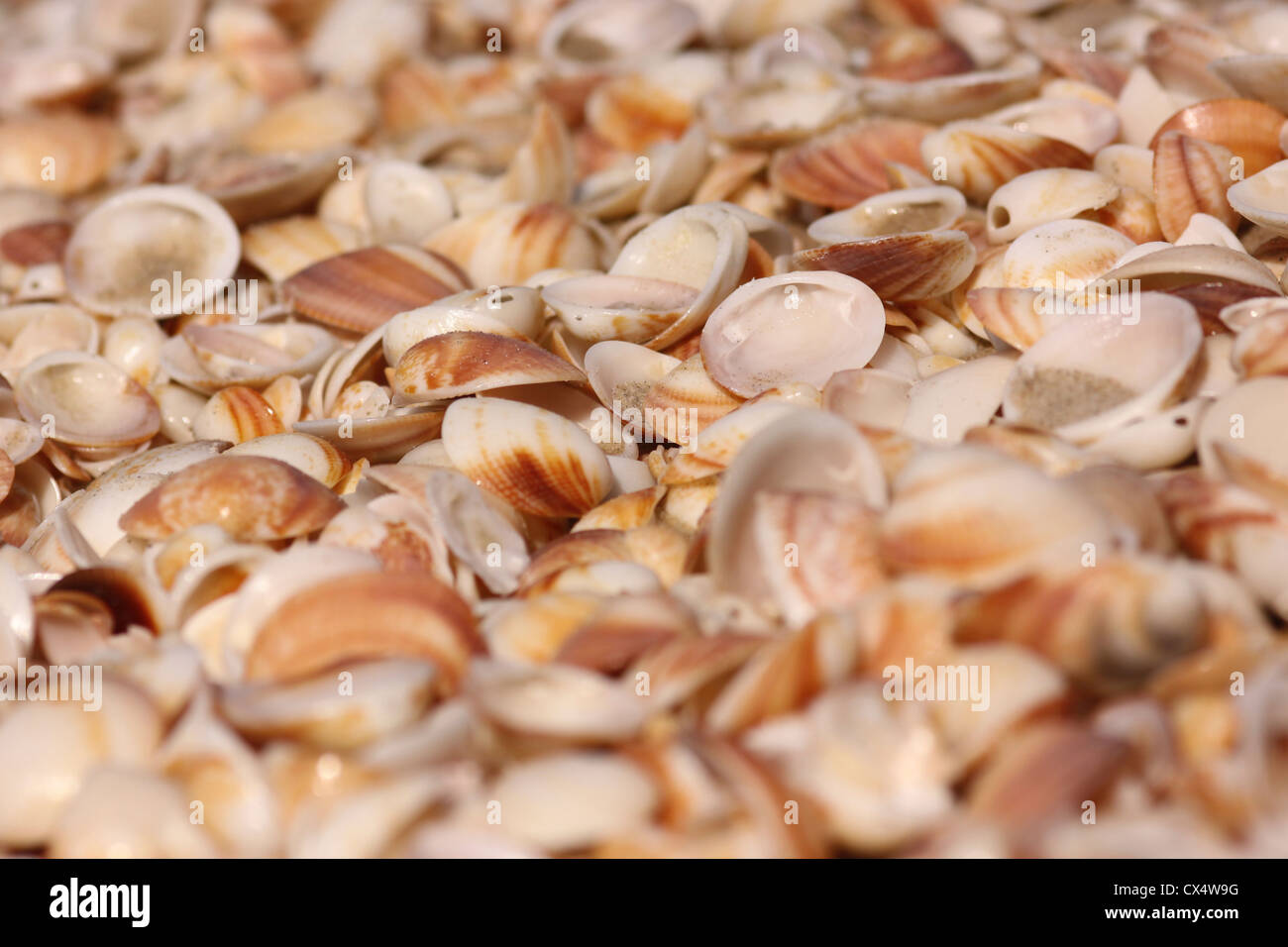 Large pile of seashells hi-res stock photography and images - Alamy