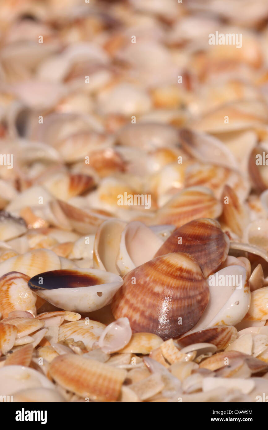 Seashells on the sea shore Stock Photo - Alamy