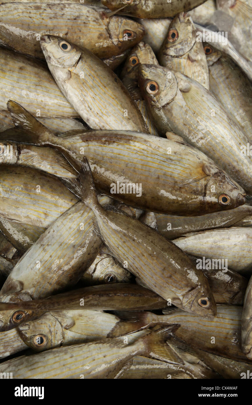black rabbitfish on display at a fishmonger Photographed in Acre ...