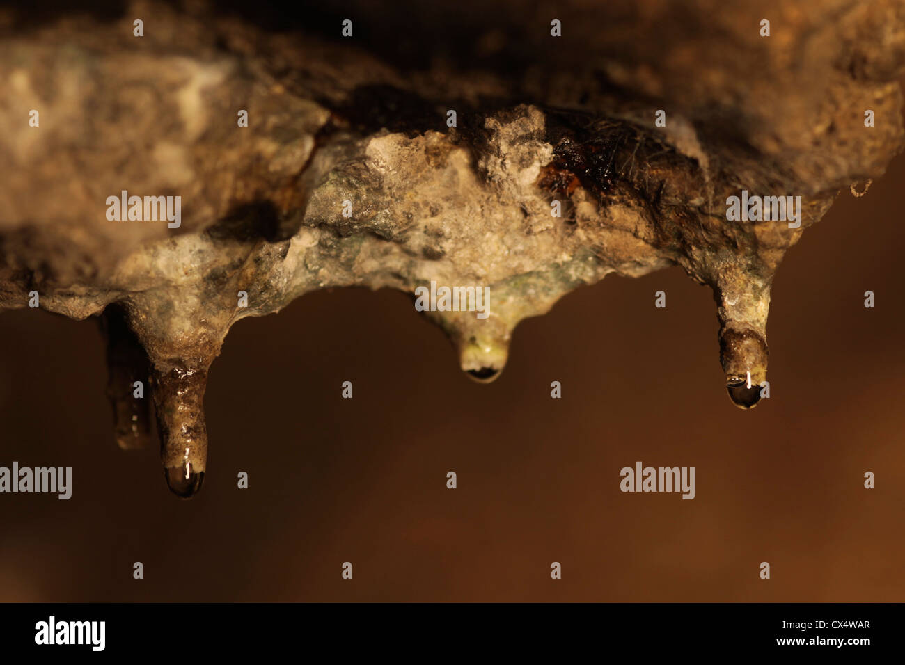 A drop of water forms at the end of a stalactite Stock Photo - Alamy