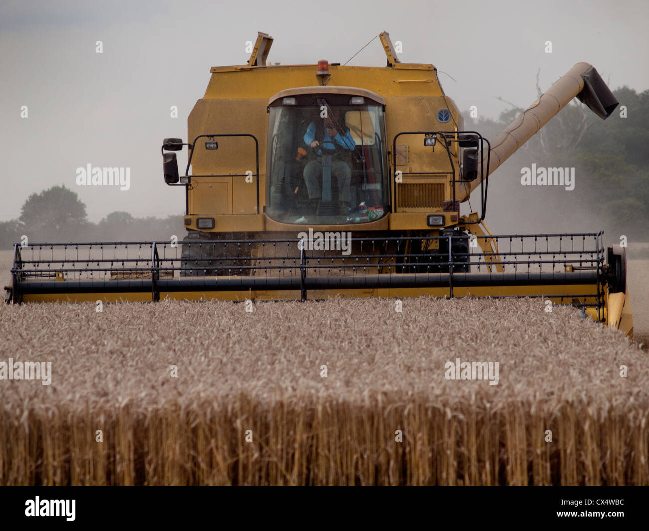 A combine harvester is driven by a farmer through a field of barley in ...
