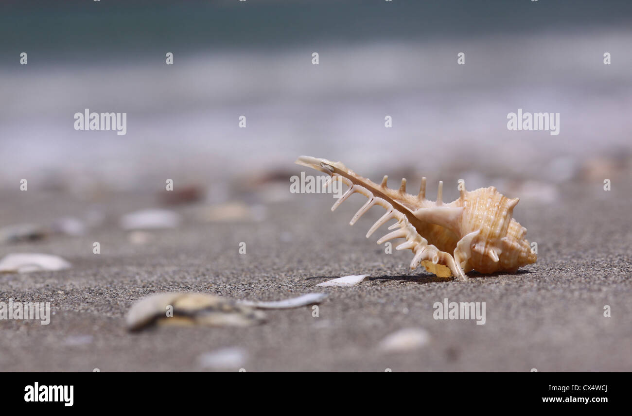 Murex snails hi-res stock photography and images - Alamy