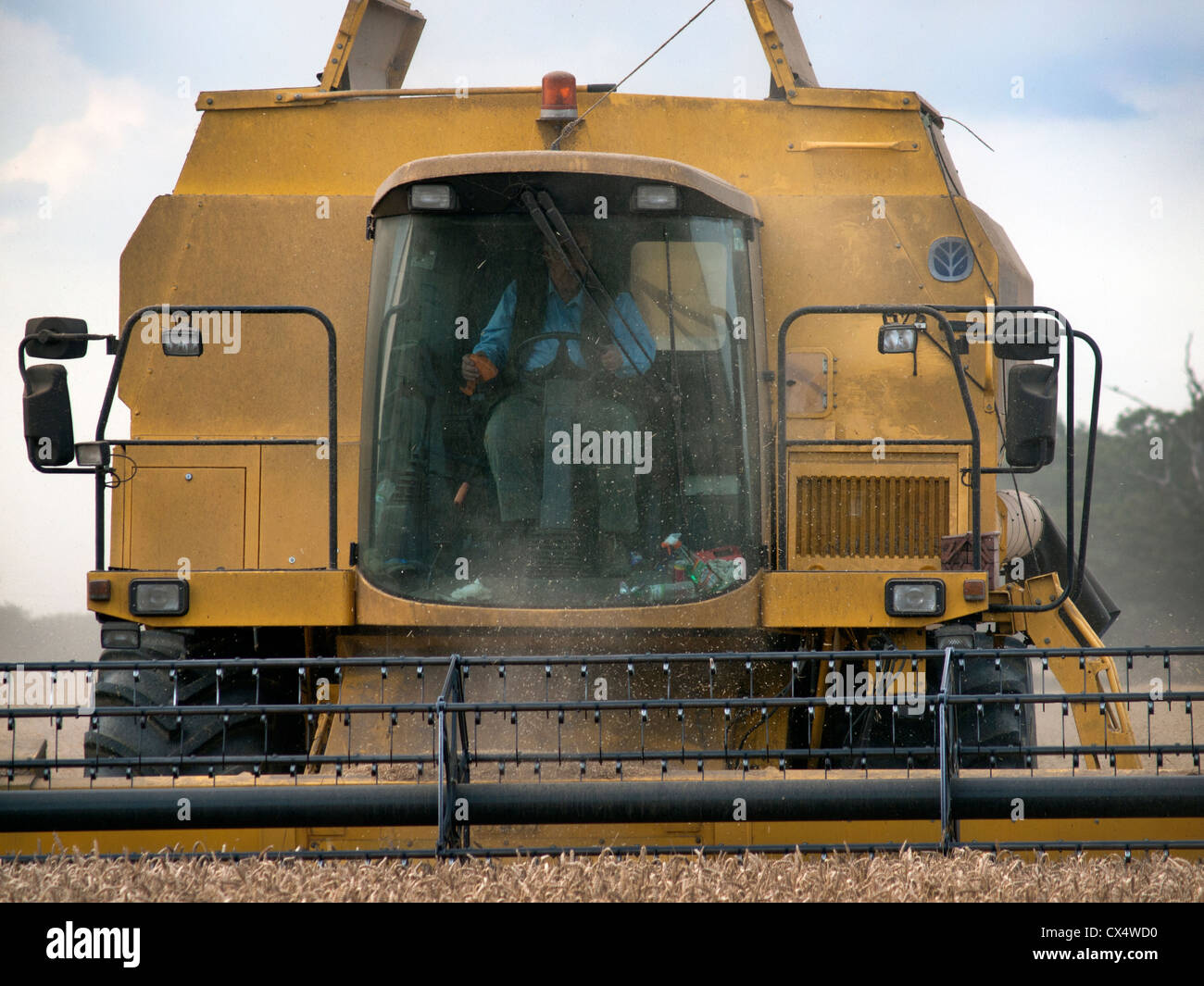 A combine harvester is driven by a farmer through a field of barley in ...