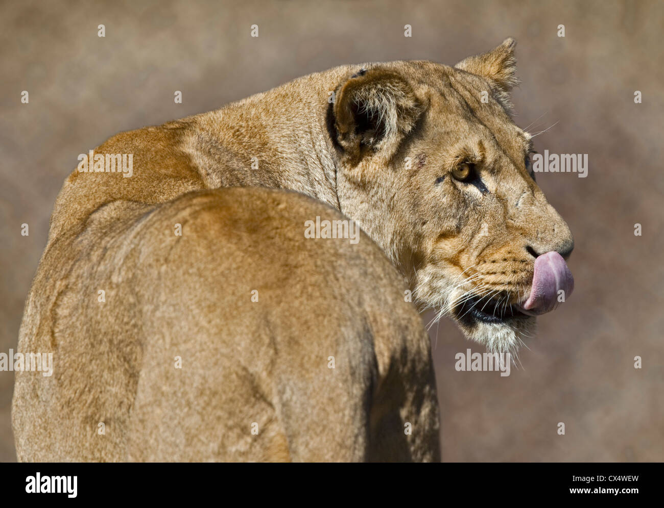 Lion (panthera leo) female Stock Photo - Alamy