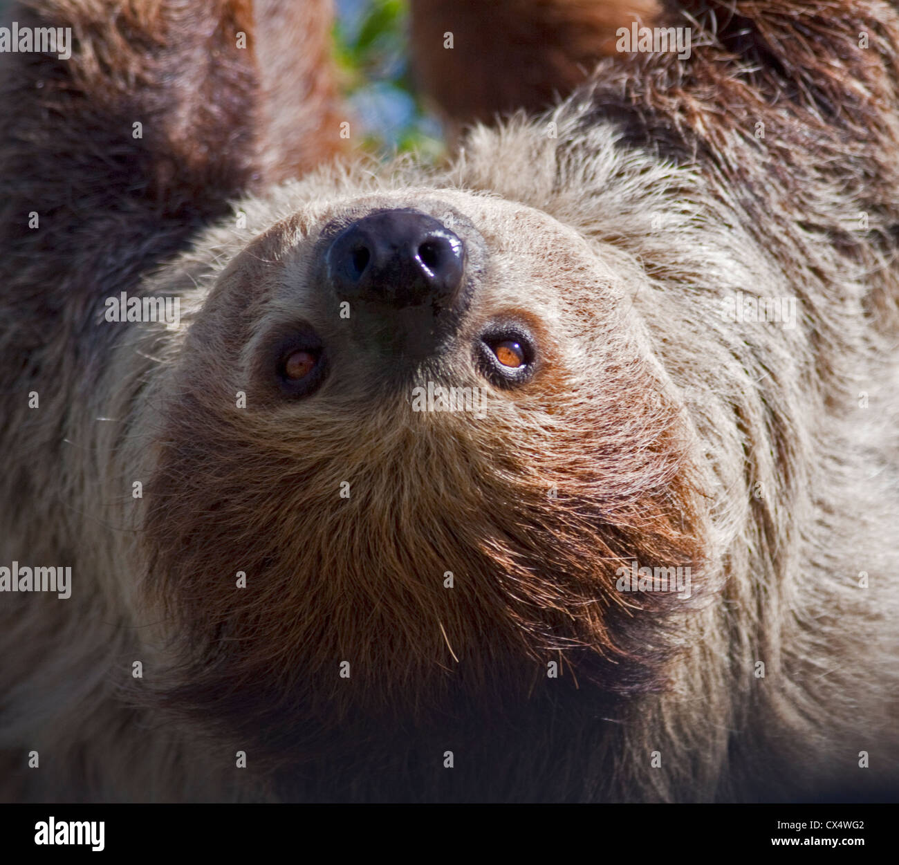 Two Toed Sloths Stock Photos & Two Toed Sloths Stock Images - Alamy