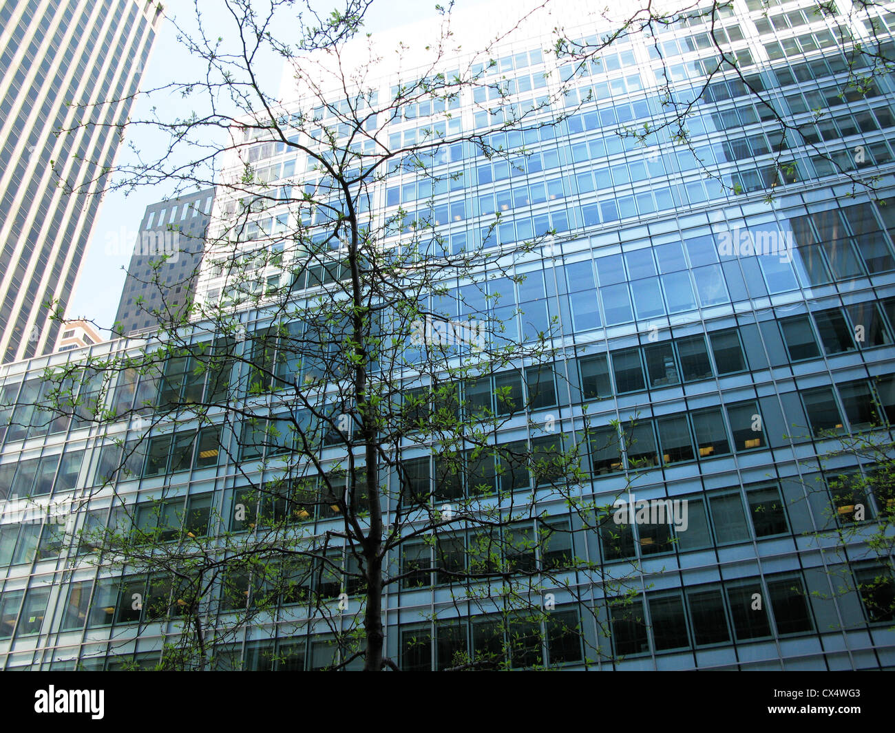 Green shoots on tree in front of glass window modern office building ...