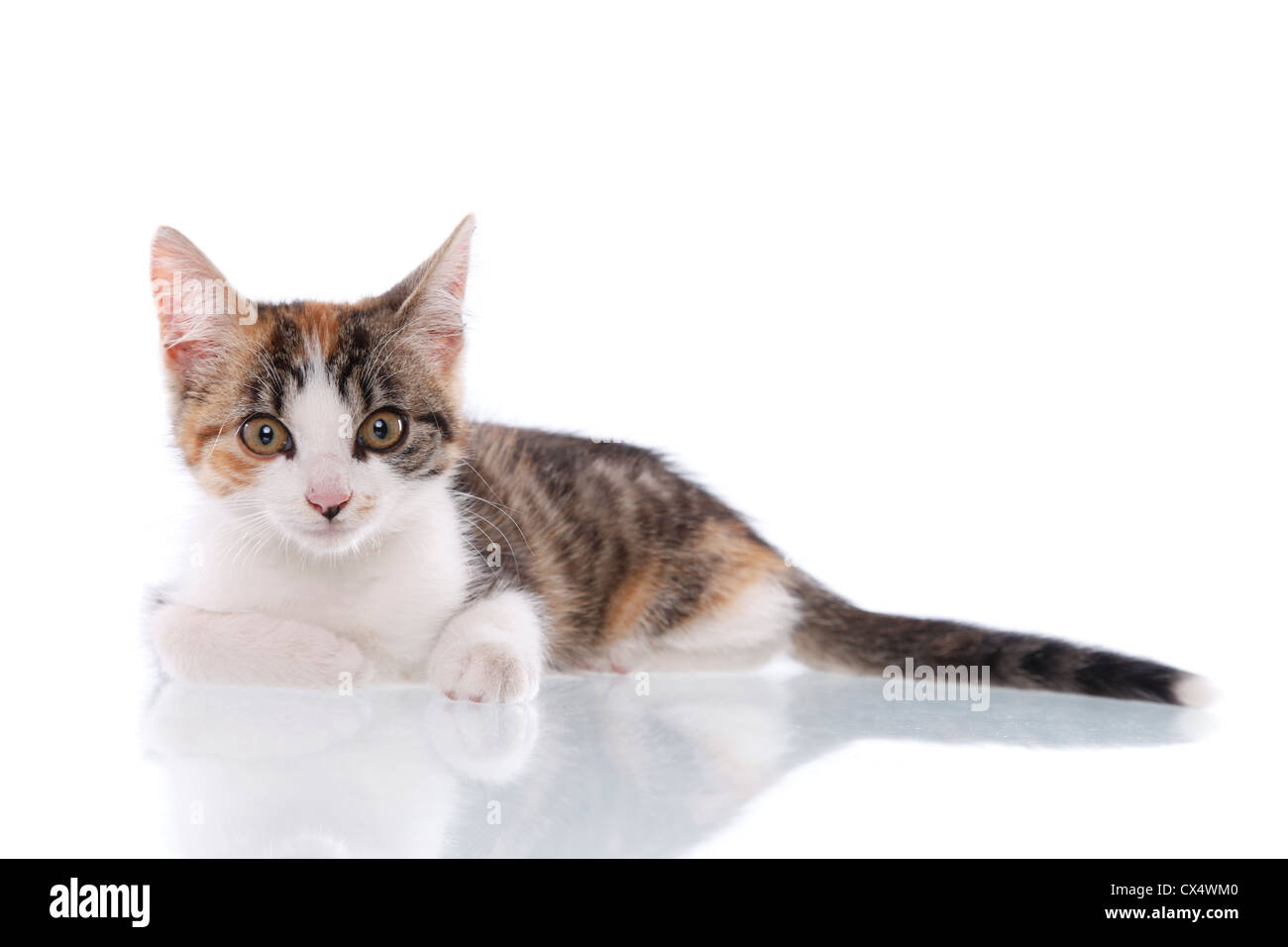 Tortoiseshell tricolour kitten hi-res stock photography and images - Alamy