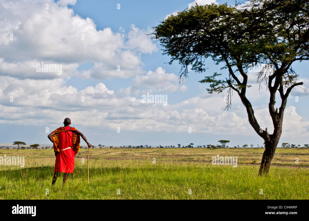Kenya Masai Mara reserve with lonely Masai warrior and acacia tree and ...