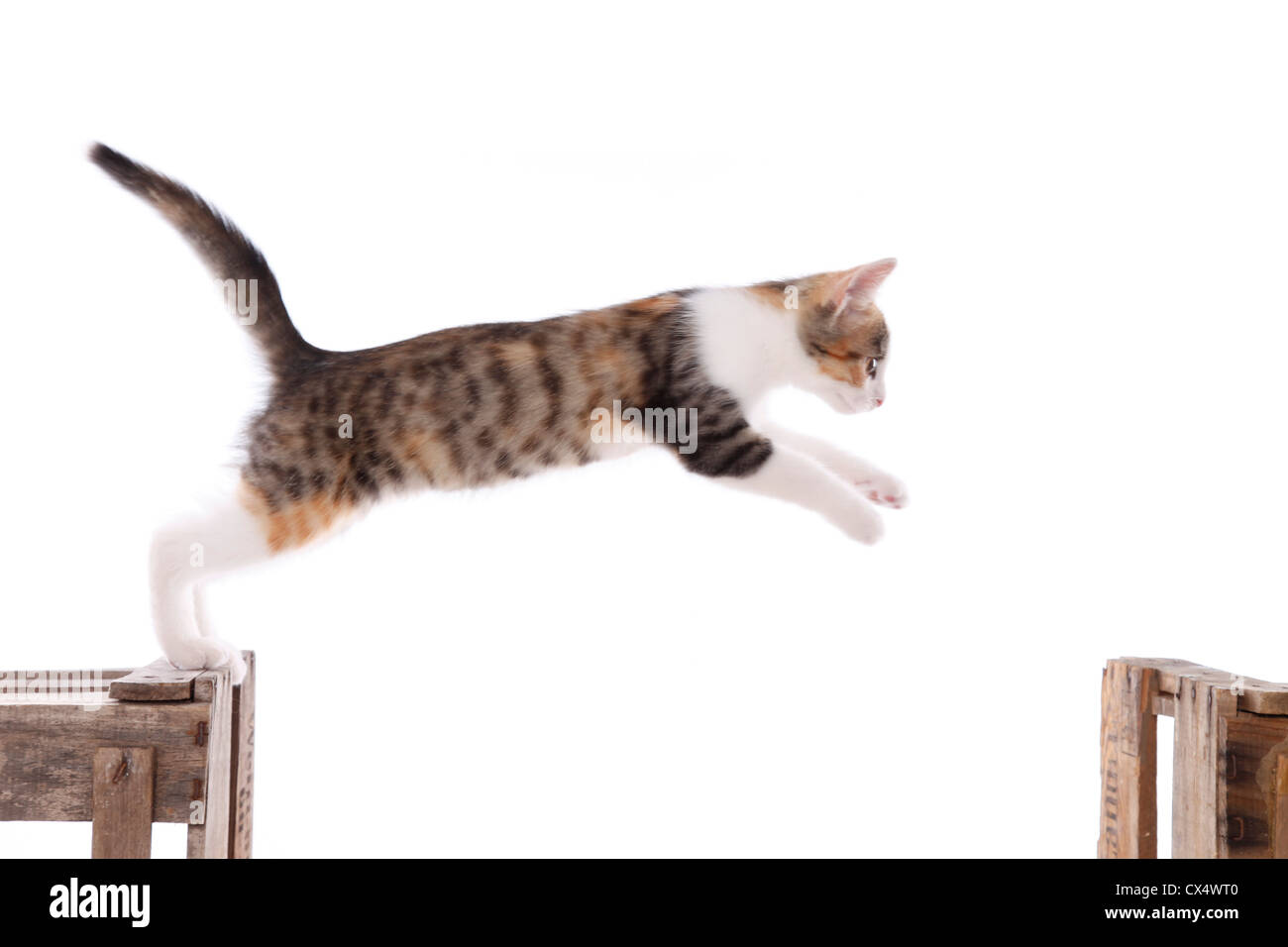 Calico cat jumping hi-res stock photography and images - Alamy