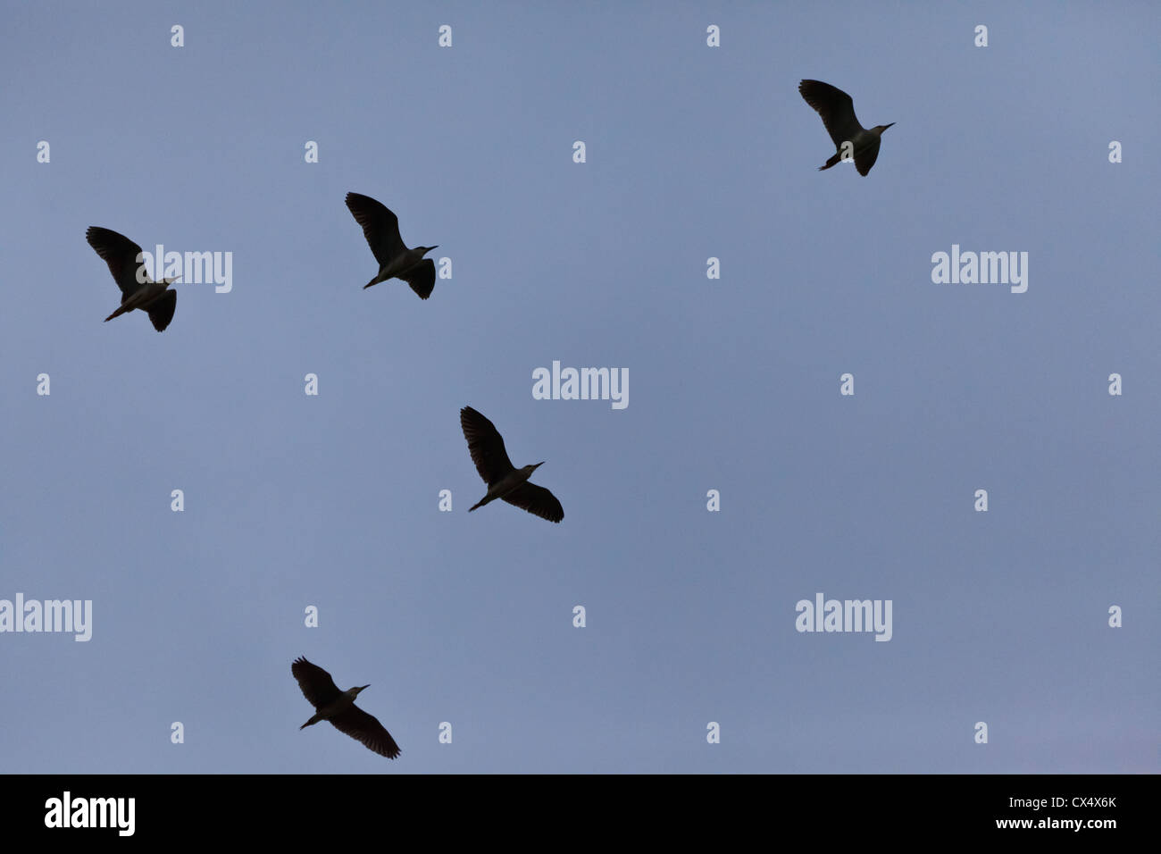 birds in flight Stock Photo - Alamy