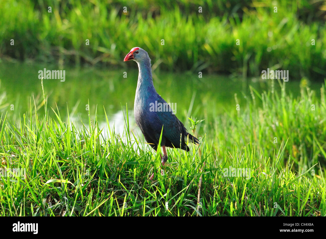 Indian Moorhen (Porphyrio porphyrio Stock Photo - Alamy