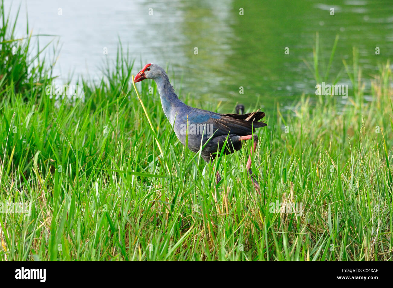 Indian Moorhen (Porphyrio porphyrio Stock Photo - Alamy