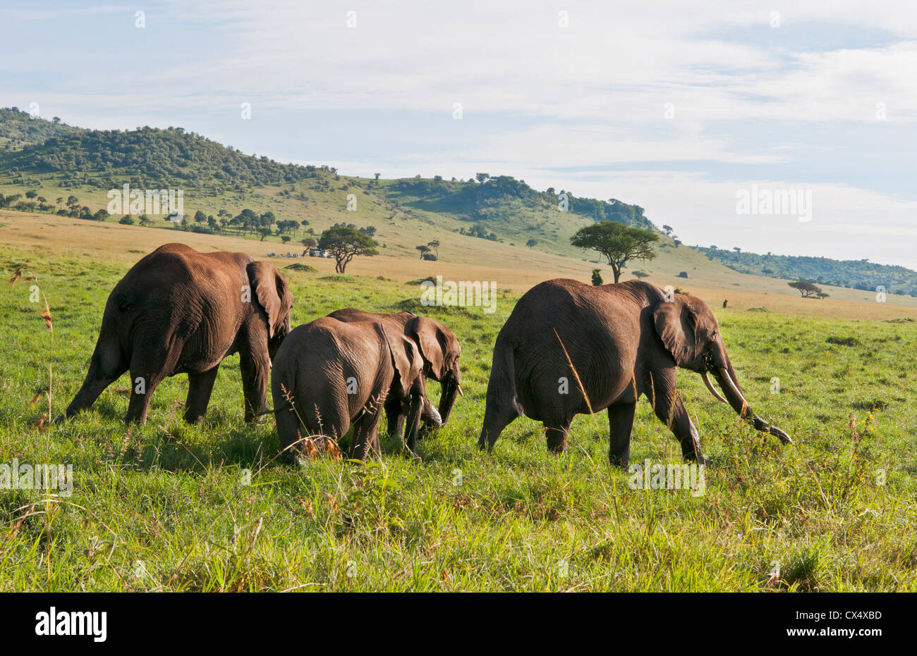 Kenya, Masai Mara, Africa herd of elephants in tall grass in the Masai ...