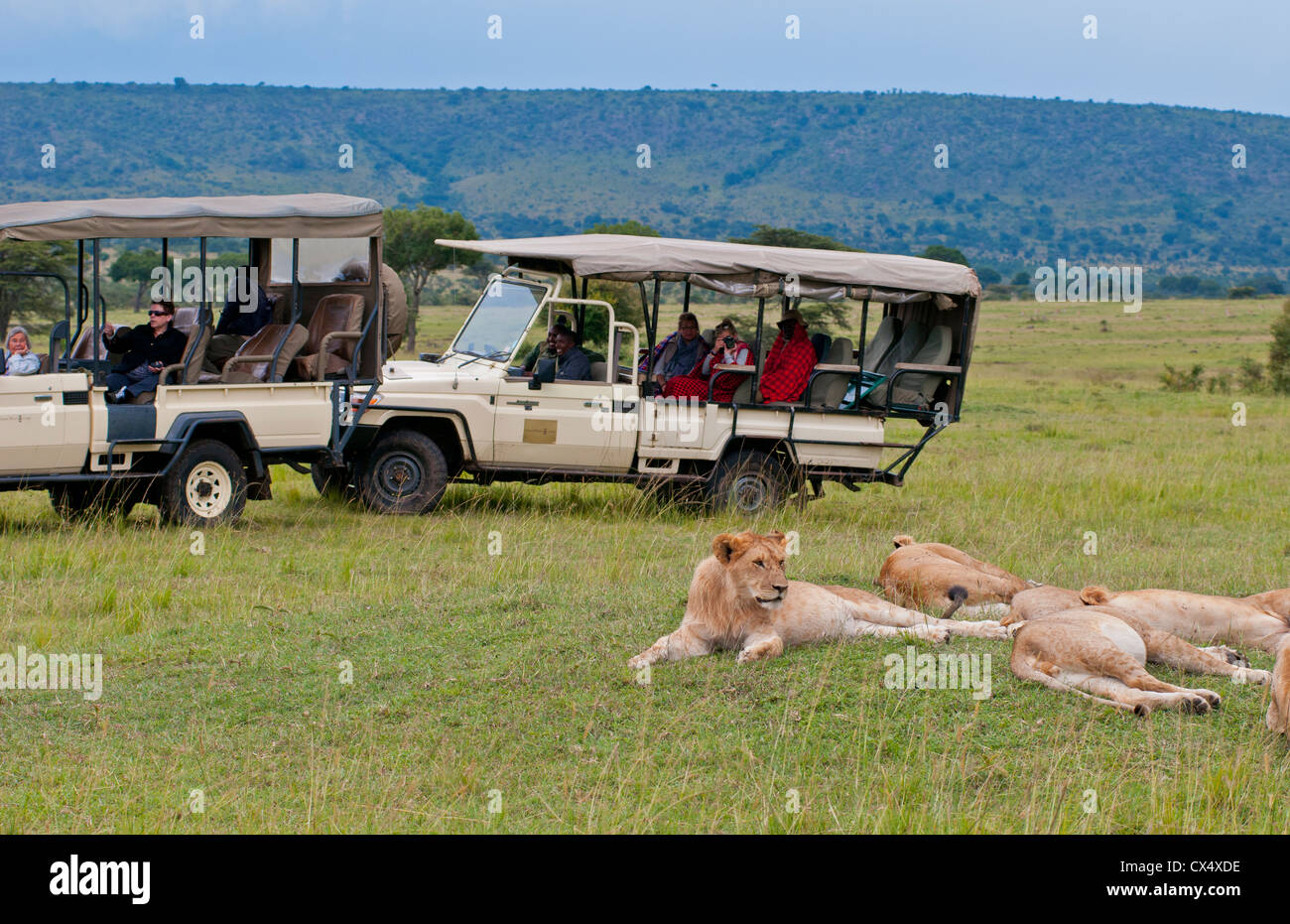 Kenya Masai Mara Africa male elder kion relaxing with his females in ...
