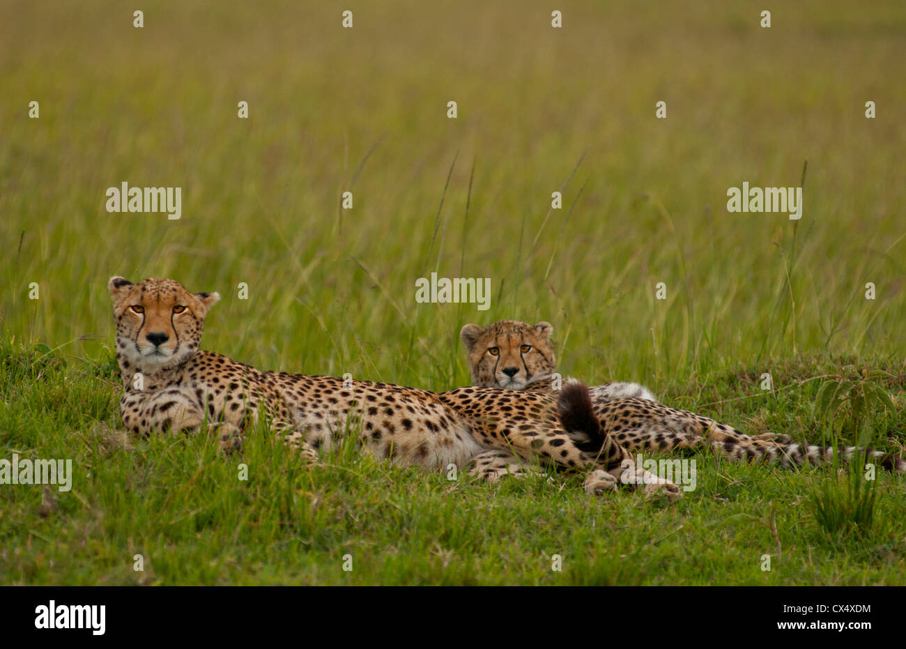 Kenya Masai Mara Africa female mother cheetah relaxing with cub in ...