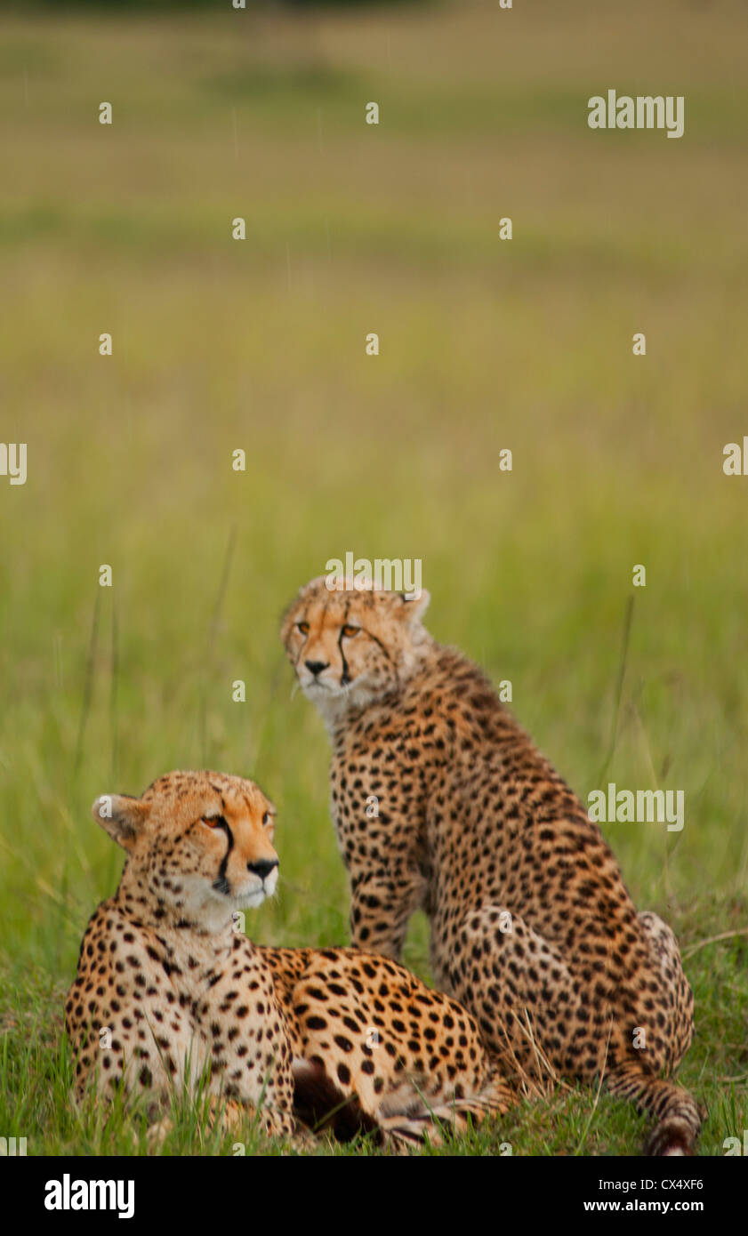 Kenya Masai Mara Africa female mother cheetah relaxing with cub in ...