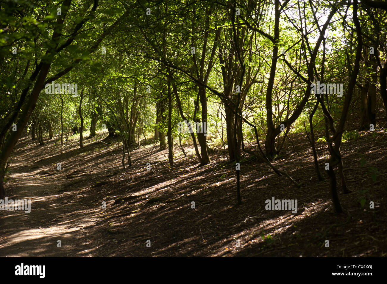 Banstead Downs High Resolution Stock Photography and Images - Alamy