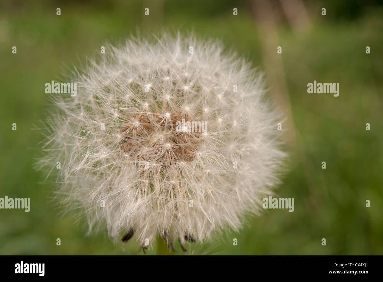 Ligule High Resolution Stock Photography and Images - Alamy
