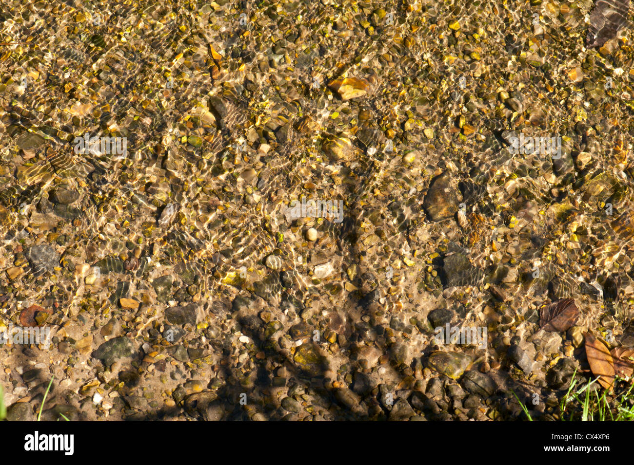 Rippling shallow fresh water with sunlight in a small stream in the ...