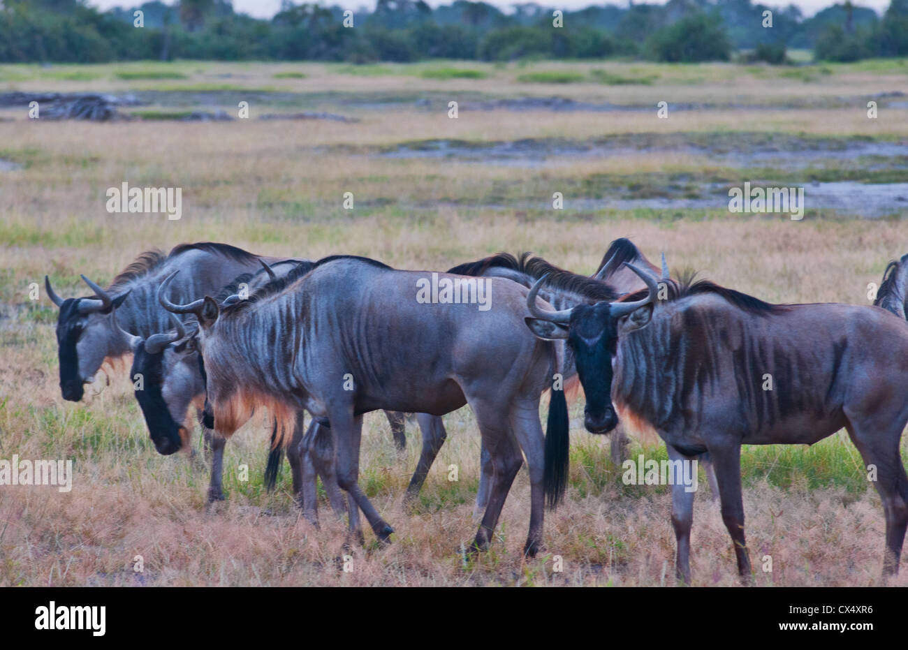 Kenya Africa Amboseli wild wildebeests in Amboseli National Park safari ...