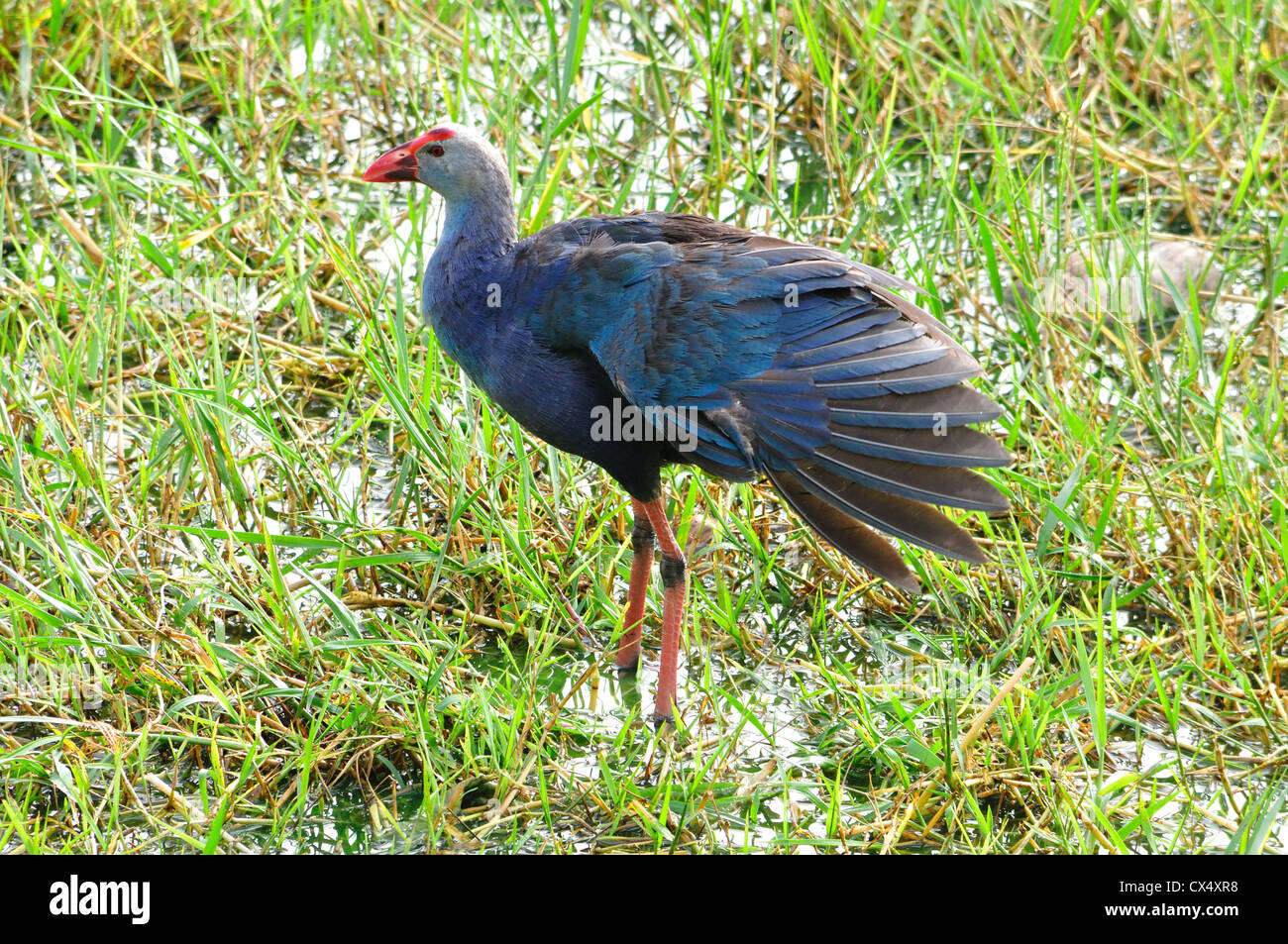 Indian Moorhen (Porphyrio porphyrio Stock Photo - Alamy