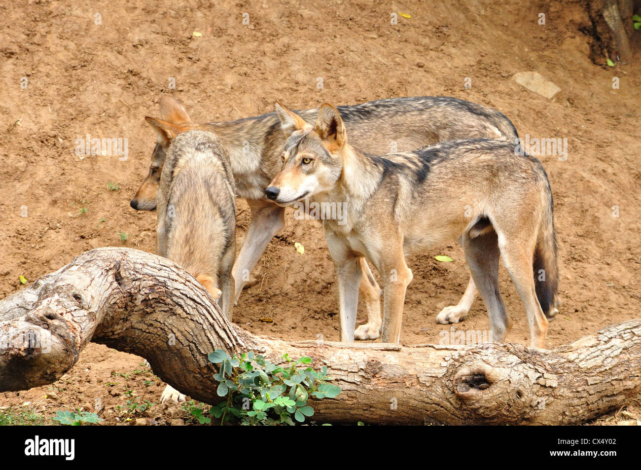 Indian grey wolf hi-res stock photography and images - Alamy