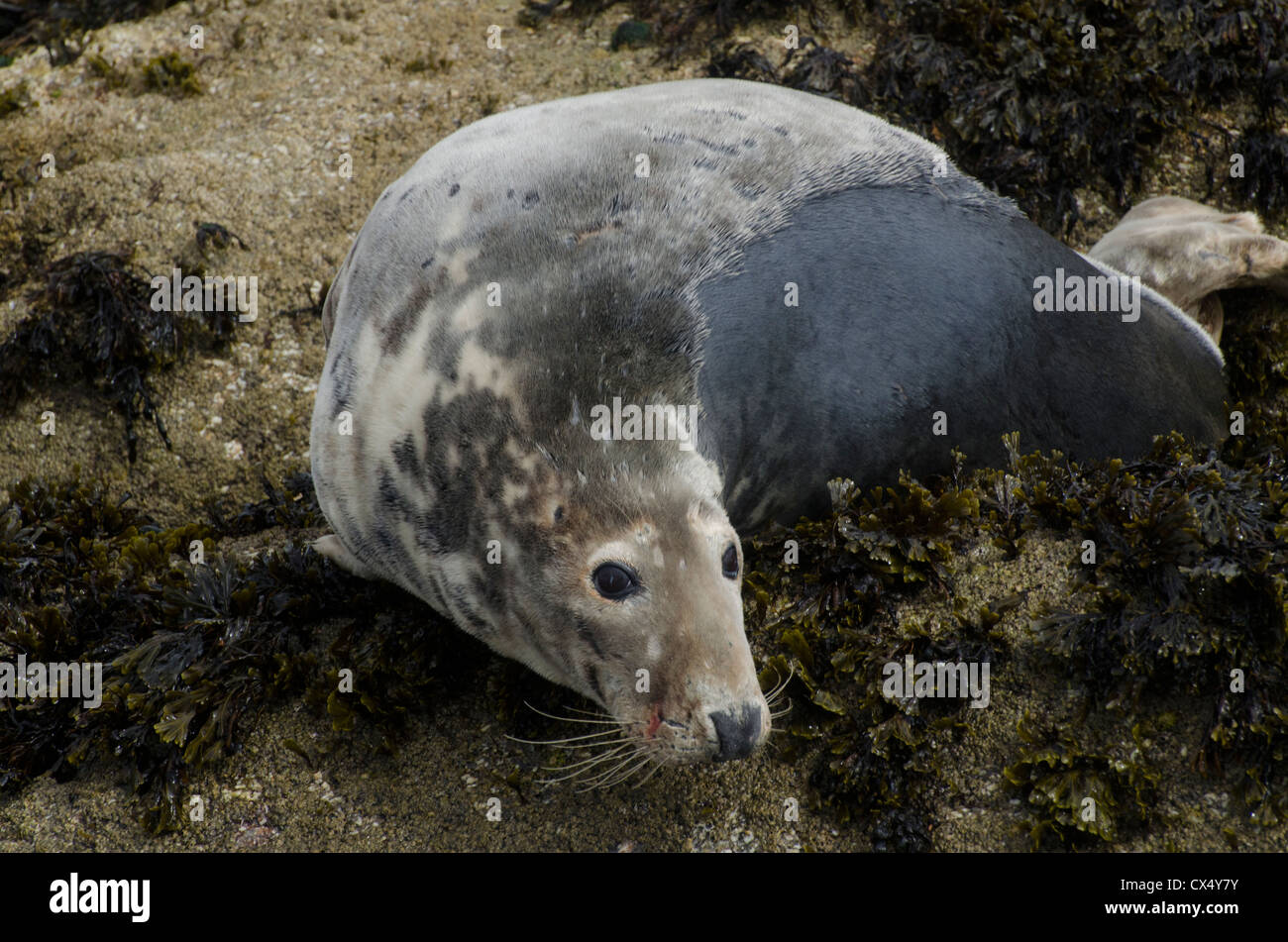 grey seal at the scilly isles Stock Photo - Alamy